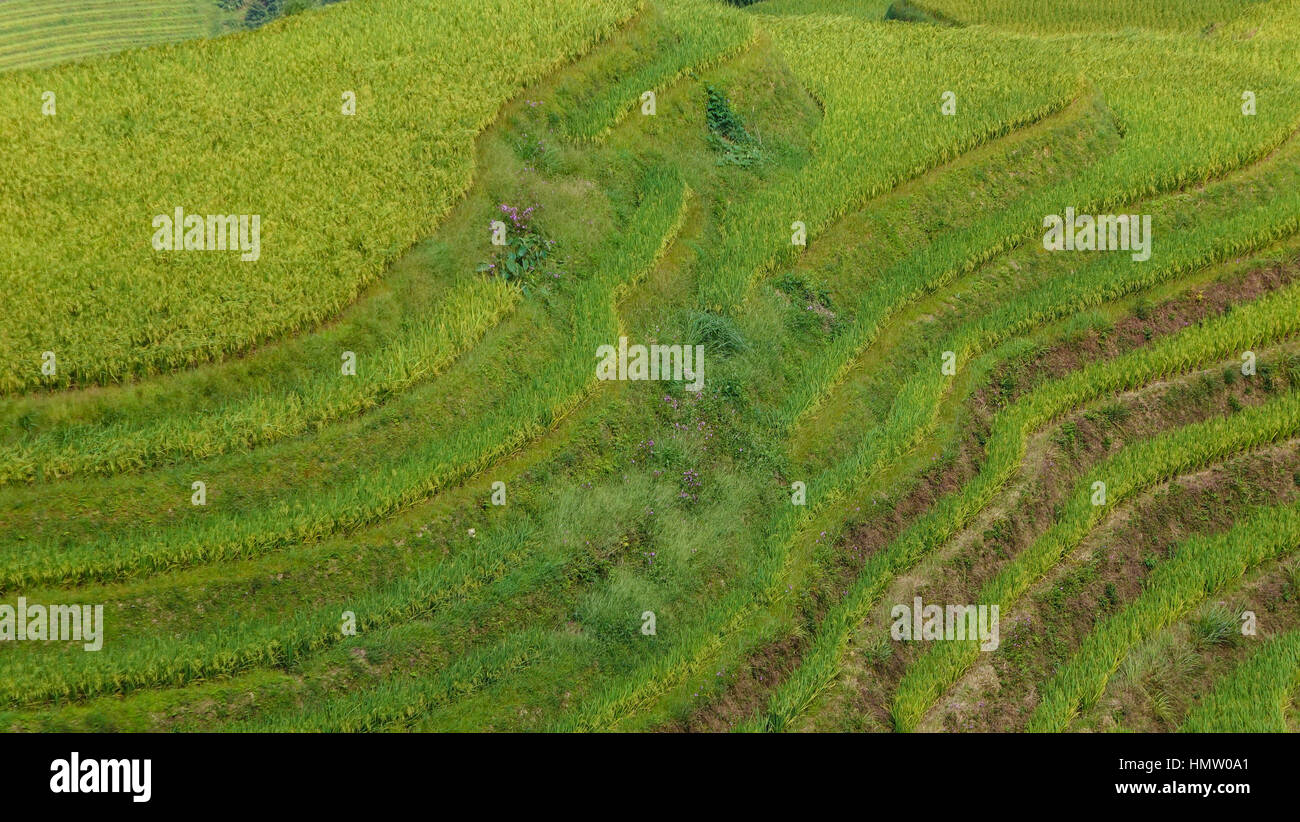 Layers of rice in fall hi-res stock photography and images - Alamy