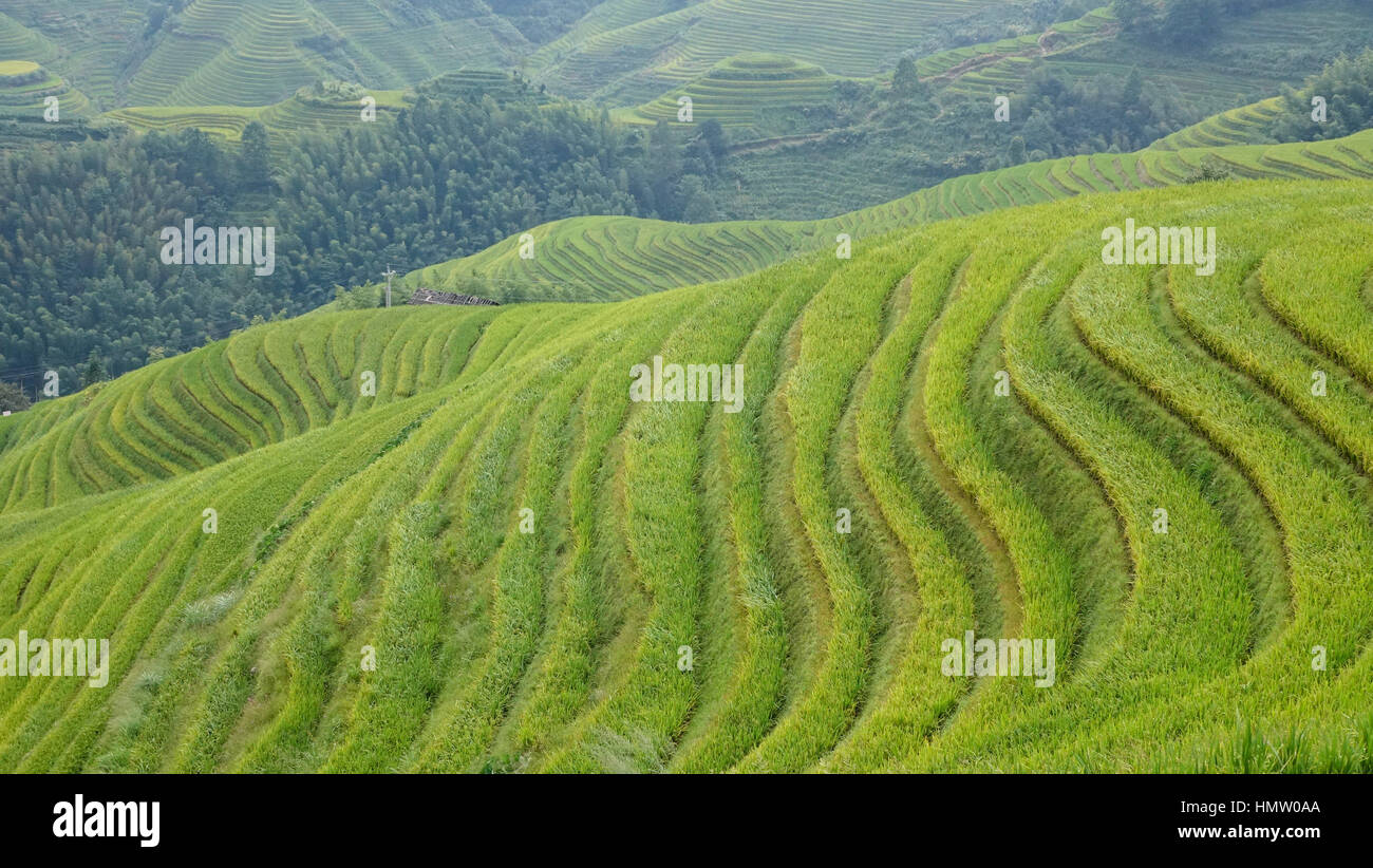 Layers of rice in fall hi-res stock photography and images - Alamy
