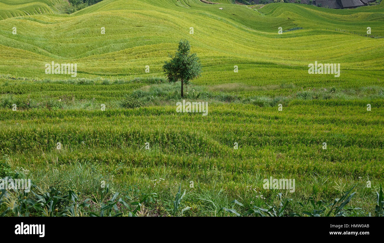 Layers of rice in fall hi-res stock photography and images - Alamy