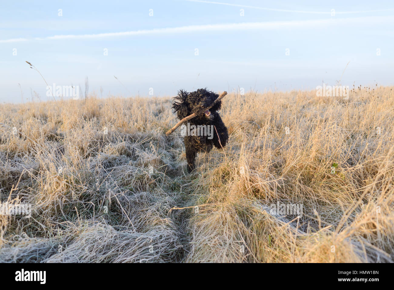 Male running through long grass hi-res stock photography and images - Alamy