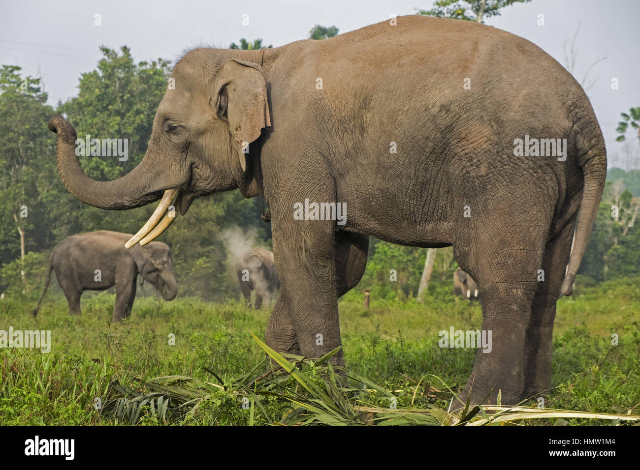 Minas, Riau, Indonesia. 5th Feb, 2017. Sumatran elephants being trained ...