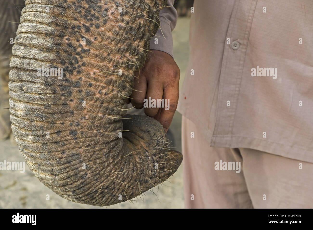 Minas, Riau, Indonesia. 5th Feb, 2017. Sumatran elephants being trained ...