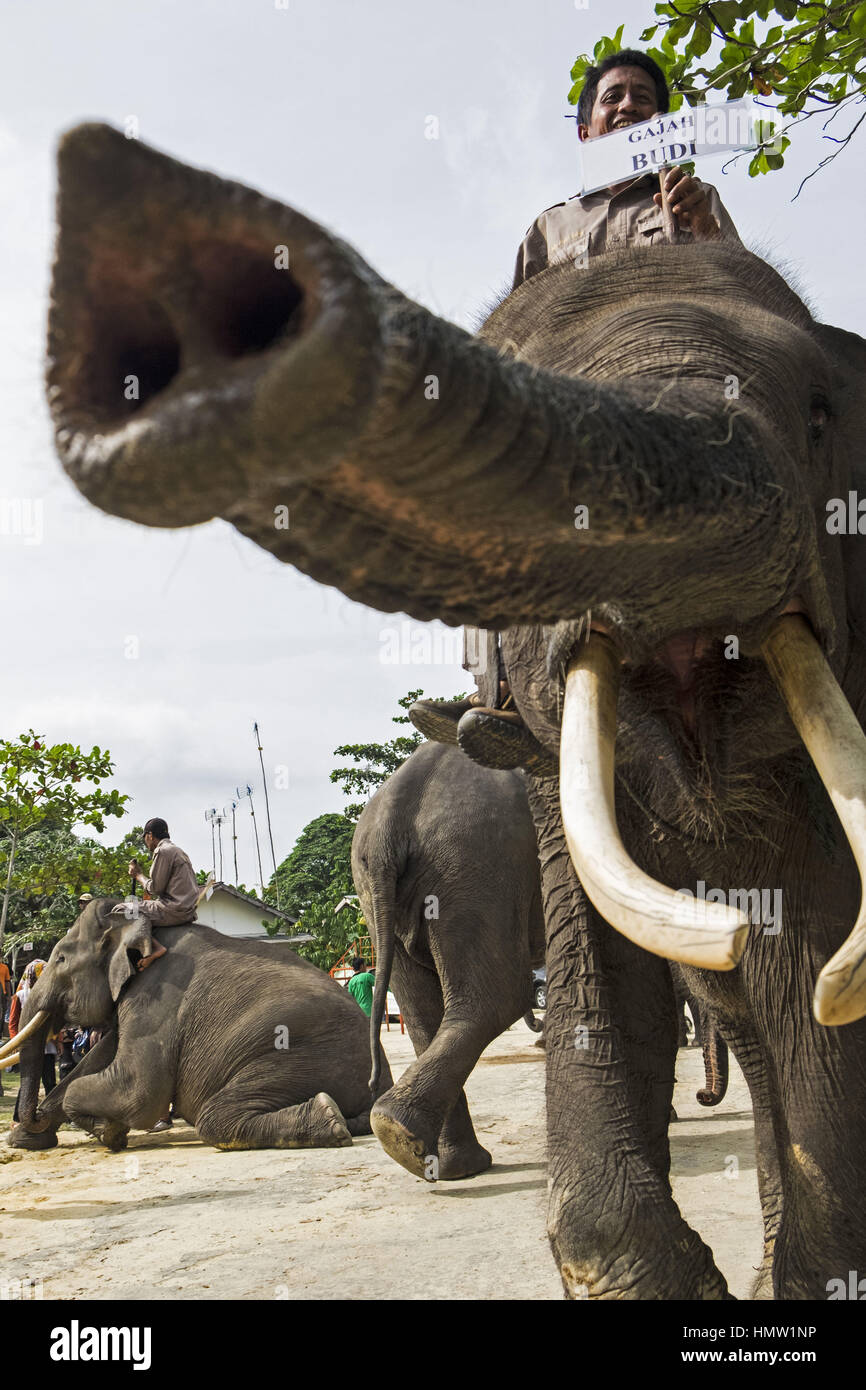 Minas, Riau, Indonesia. 5th Feb, 2017. Sumatran elephants being trained ...