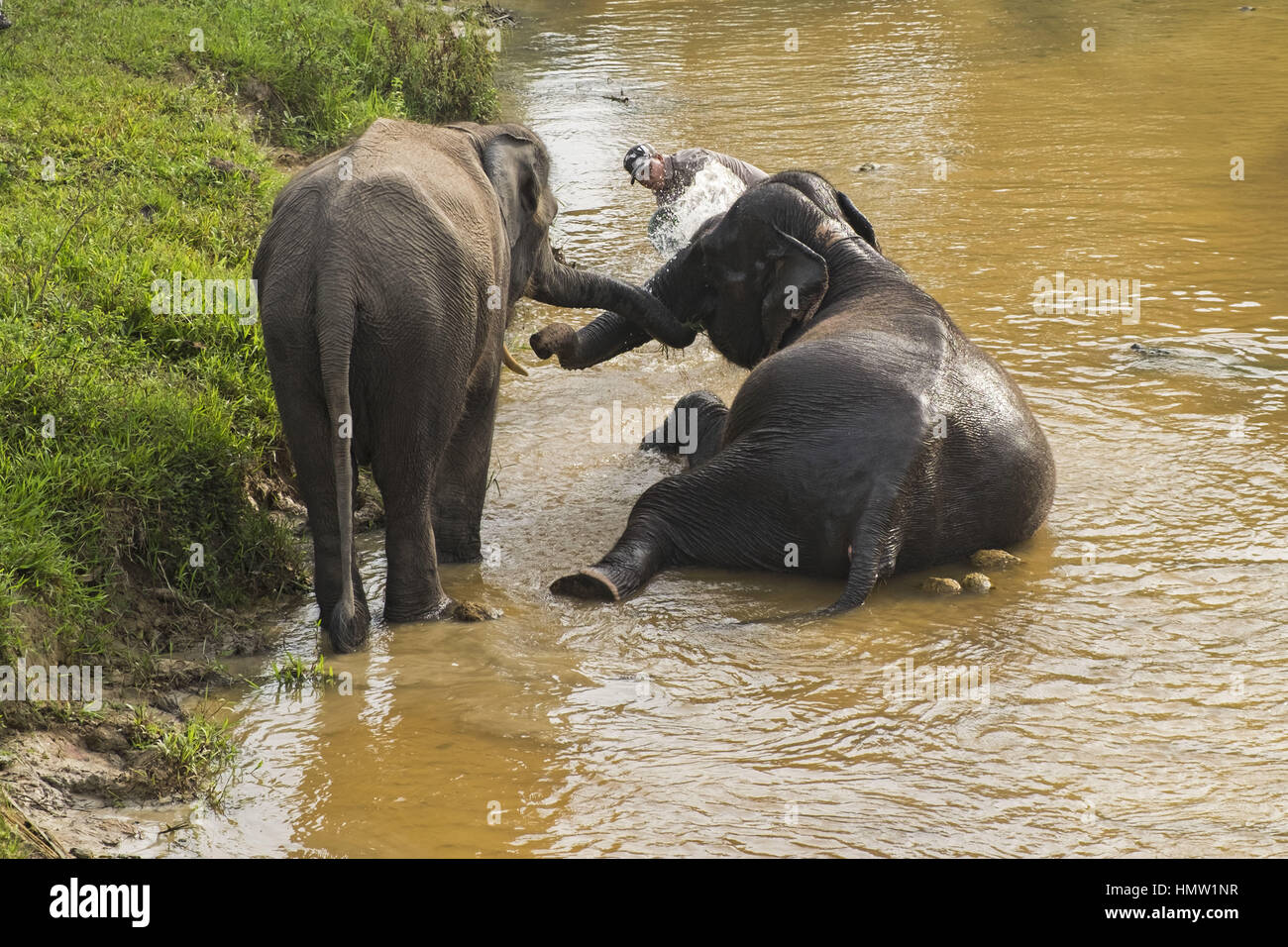 Minas, Riau, Indonesia. 5th Feb, 2017. Sumatran elephants being trained ...