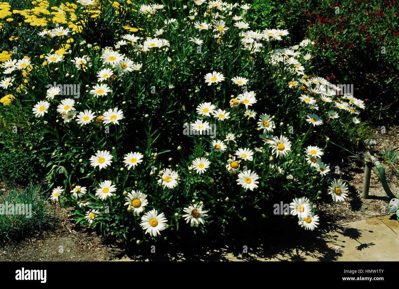 Shasta daisy leucanthemum superbum tinkerbell hi-res stock photography ...
