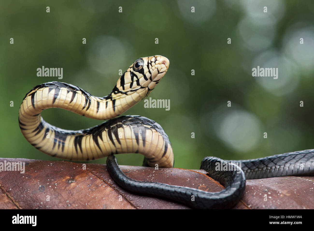 Rainforest snakes hi-res stock photography and images - Alamy