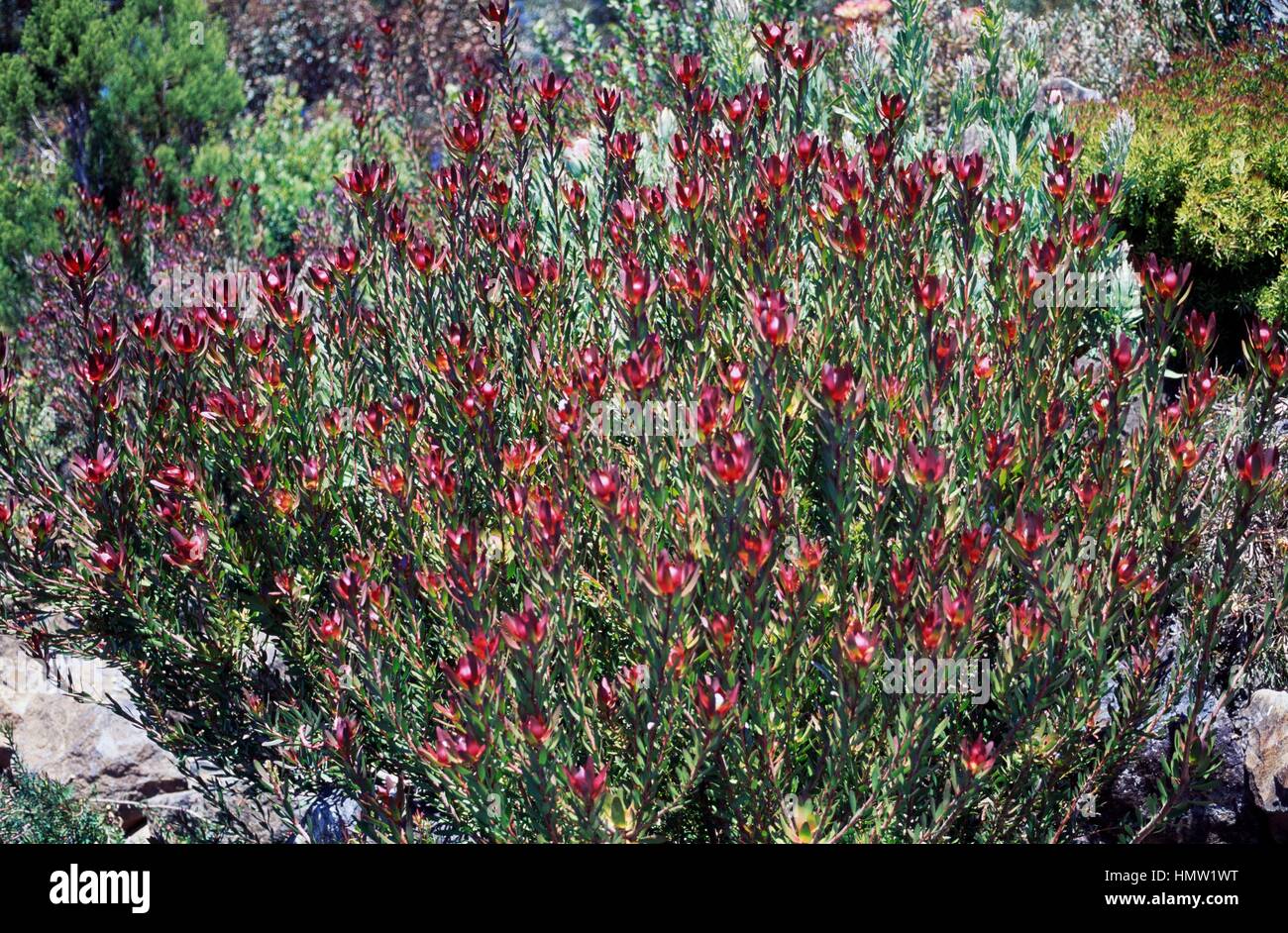 Cone Bush, Sunshine Conebush or Sunshine Protea (Leucadendron Safari ...
