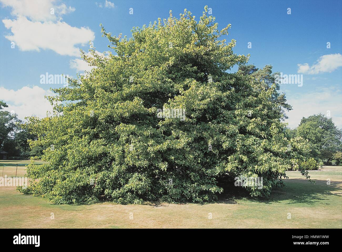 Botany - Trees - Styracaceae. Drug Snowbell (Styrax officinalis Stock ...