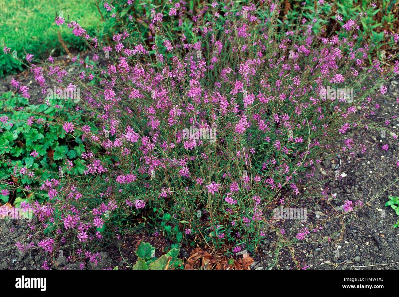 European Wand Loosestrife (Lythrum virgatum), Lythraceae Stock Photo ...