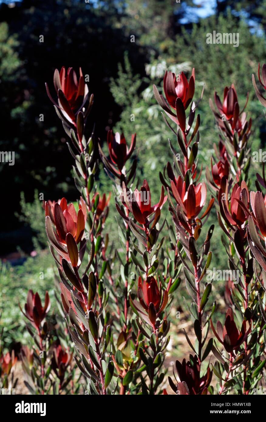 Cone Bush, Sunshine Conebush or Sunshine Protea (Leucadendron Safari ...