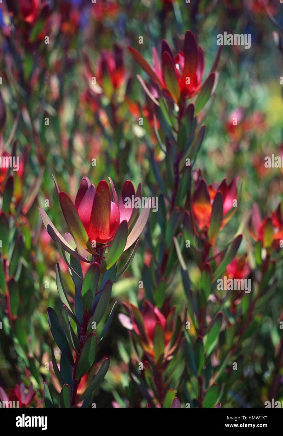 Safari sunset flower hi-res stock photography and images - Alamy