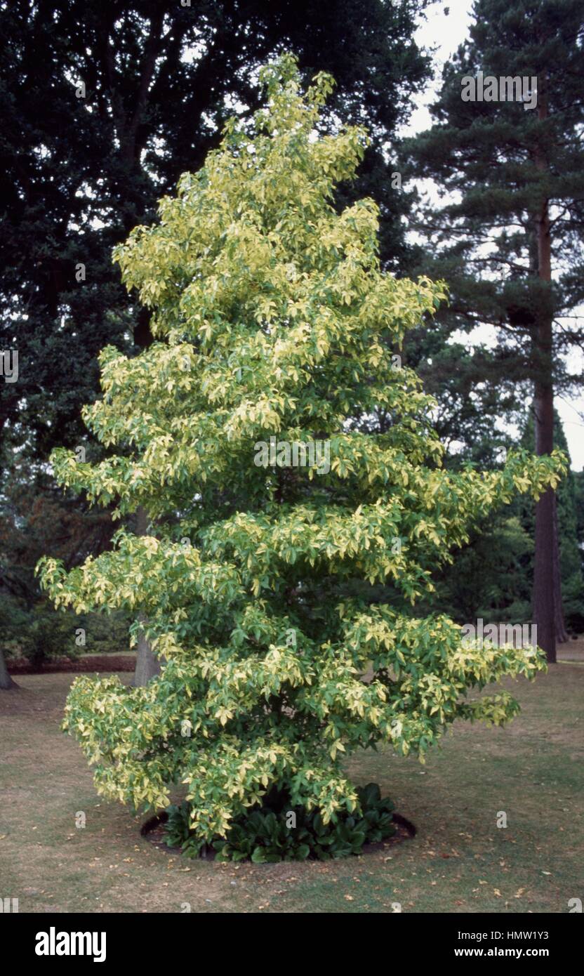 American sweetgum (Liquidambar styraciflua Aurea), Hamamelidaceae ...