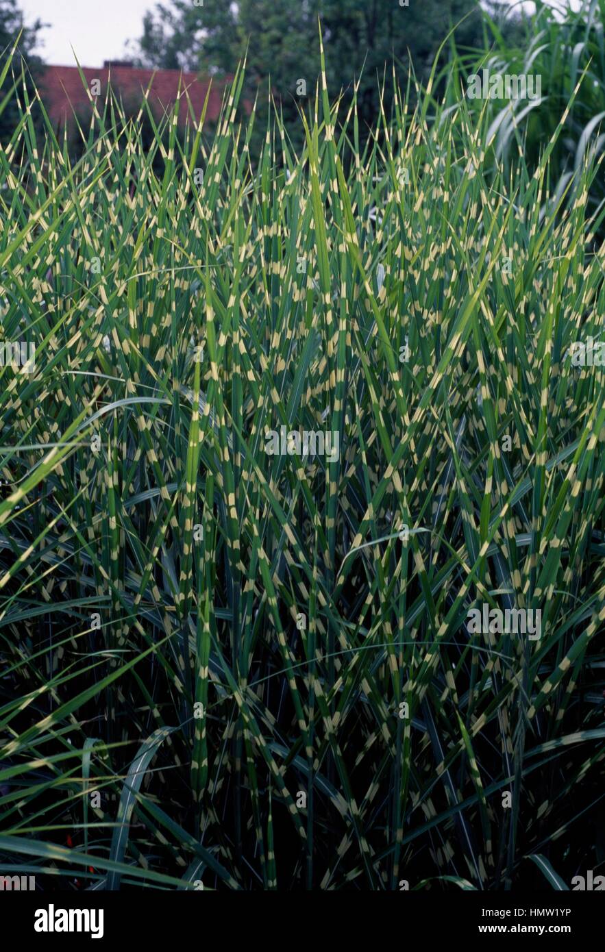 Zebra grass (Miscanthus sinensis Zebrinus), Poaceae Stock Photo - Alamy