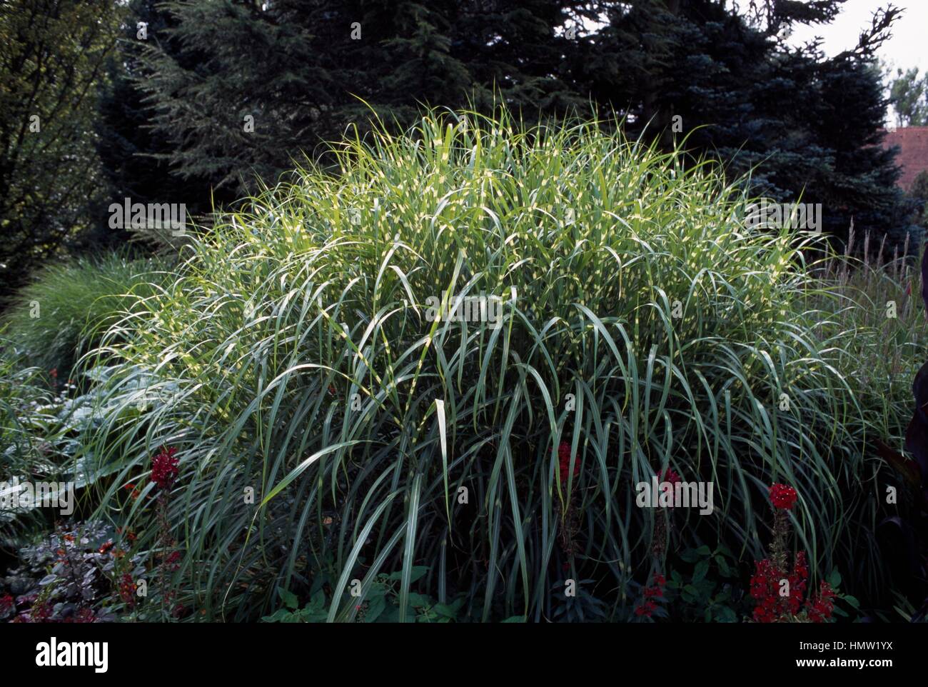 Zebra grass (Miscanthus sinensis Zebrinus), Poaceae Stock Photo - Alamy
