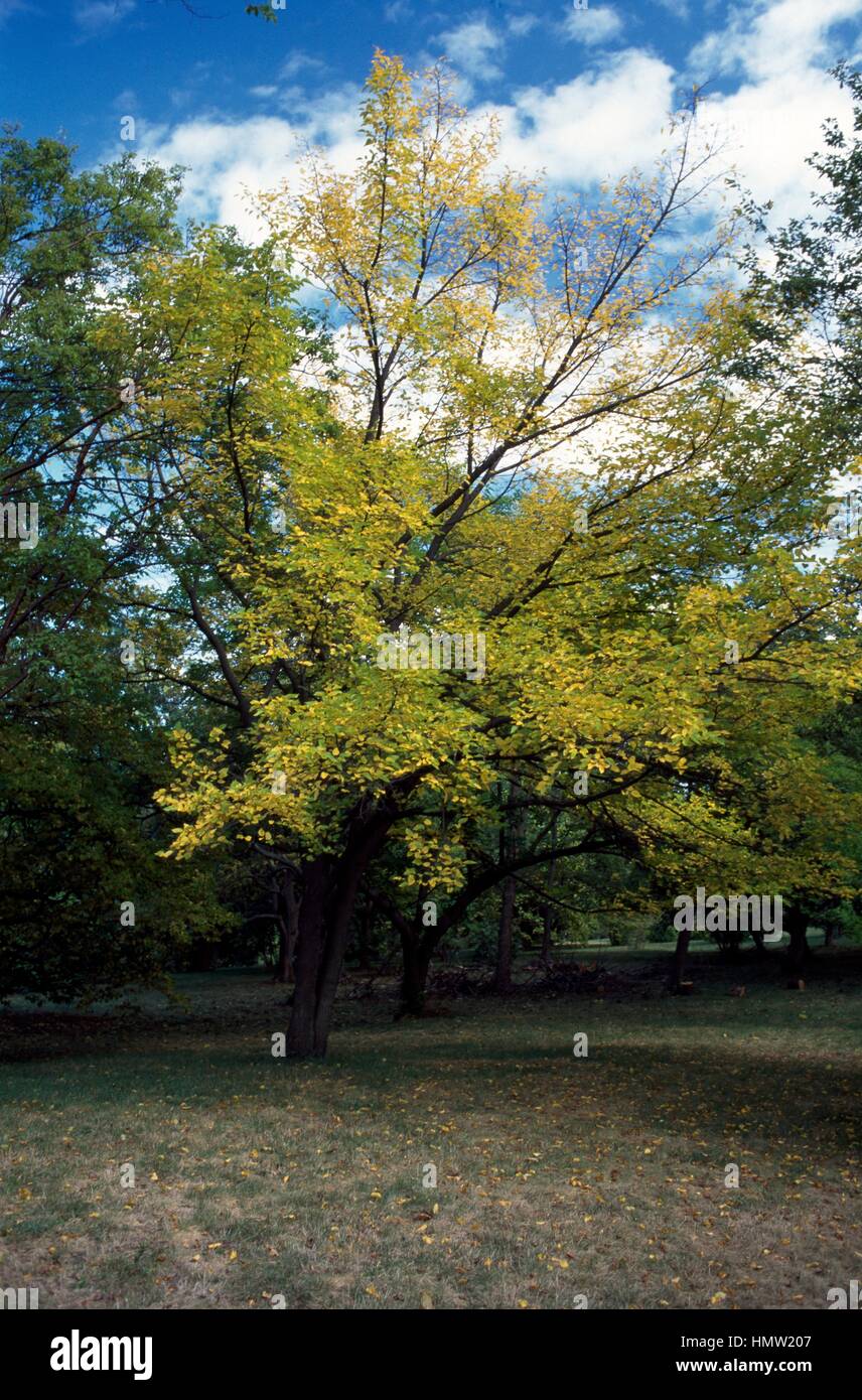 White mulberry (Morus alba), Moraceae Stock Photo - Alamy