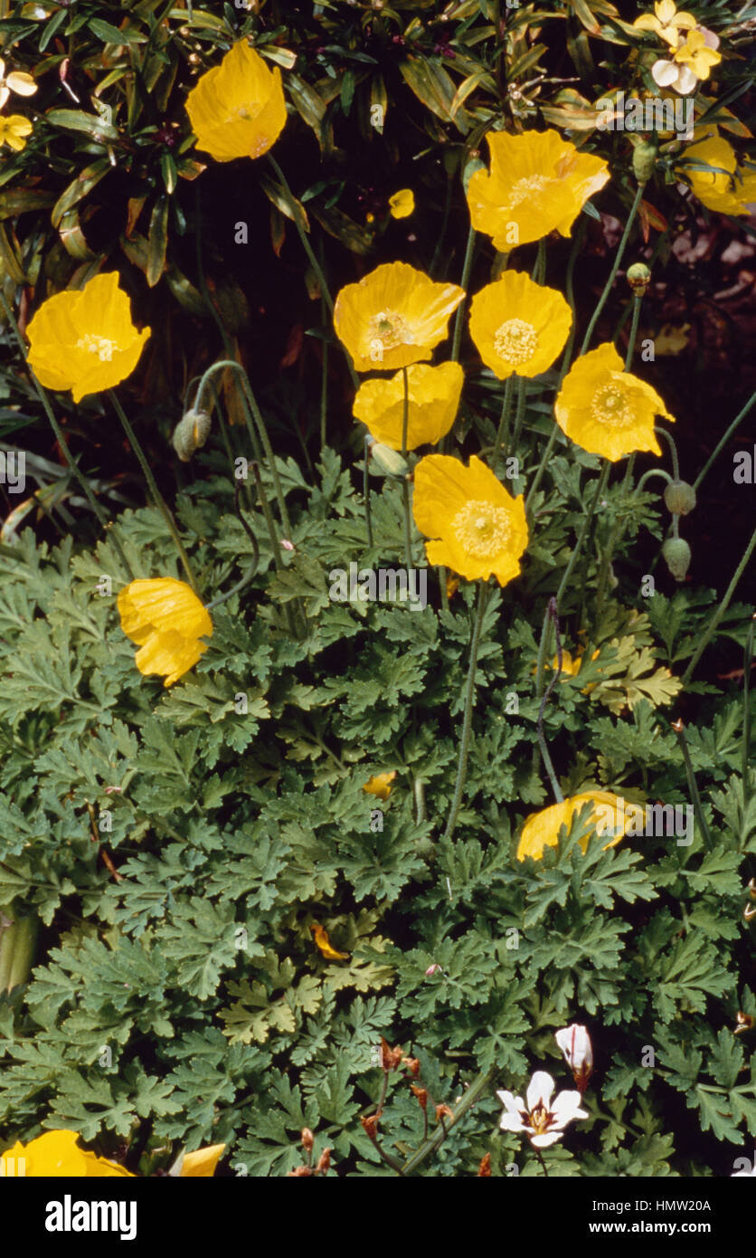 Welsh Poppy (Meconopsis cambrica), Papaveraceae Stock Photo - Alamy