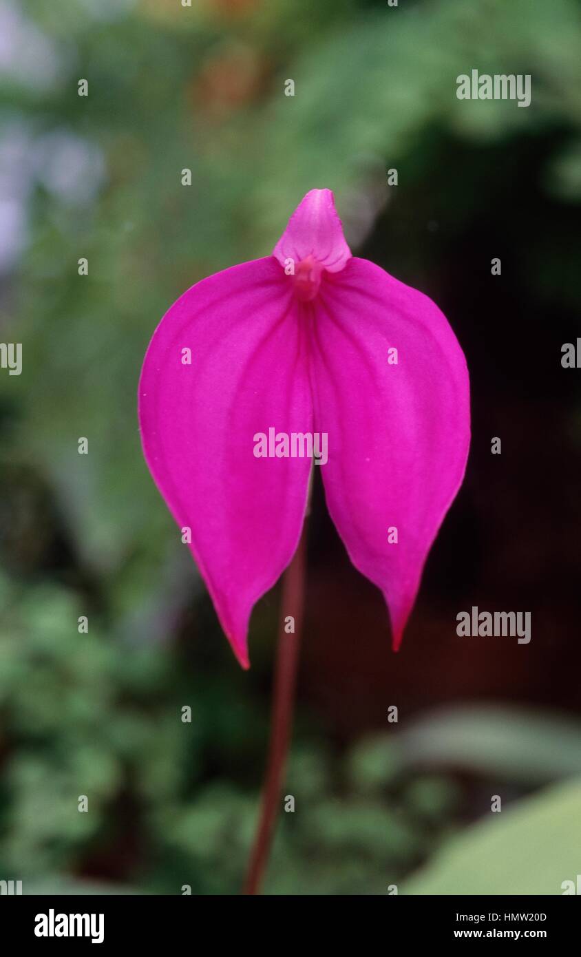 Masdevallia coccinea splendens, Orchidaceae Stock Photo - Alamy