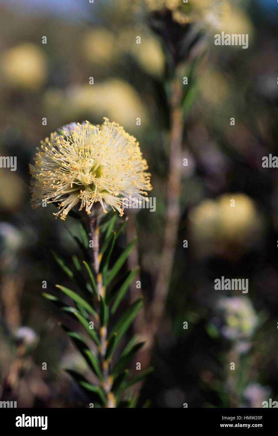 Melaleuca capitata hi-res stock photography and images - Alamy