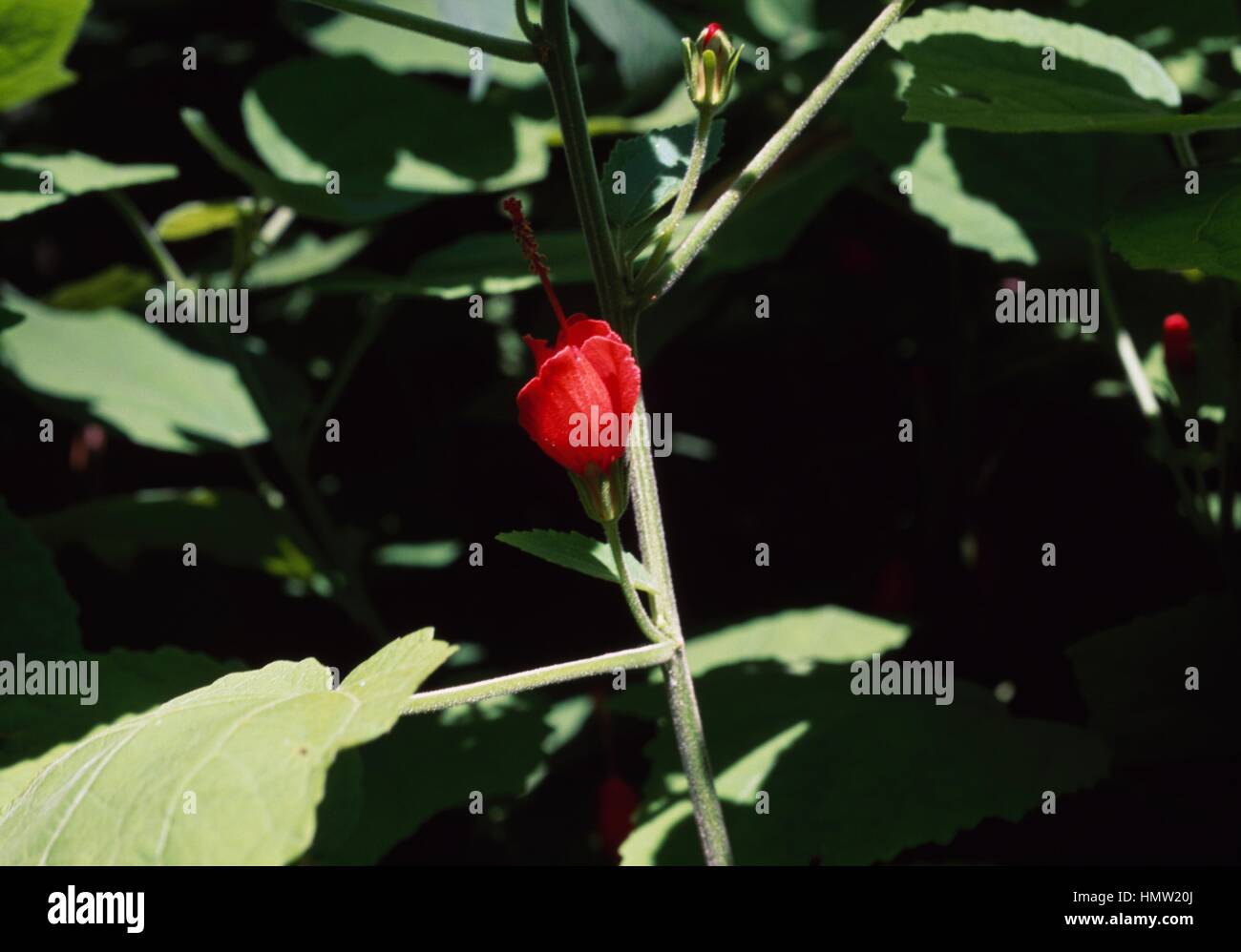 Malvaviscus mollis hi-res stock photography and images - Alamy