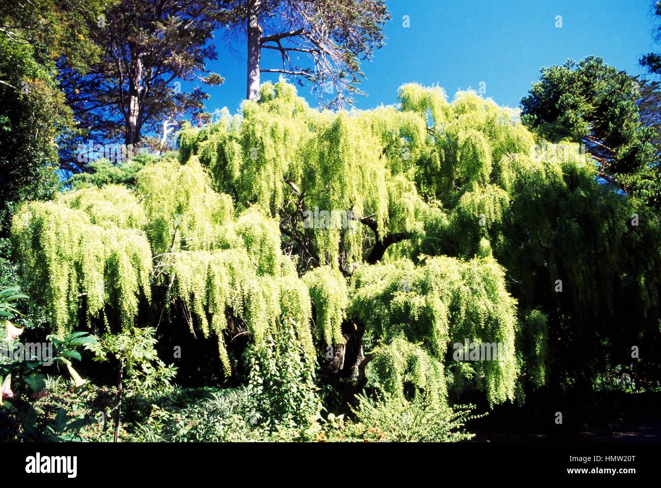 Mayten (Maytenus boaria), Celastraceae Stock Photo - Alamy