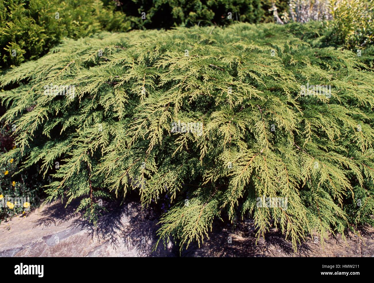 Siberian Cypress (Microbiota decussata), Cupressaceae Stock Photo - Alamy