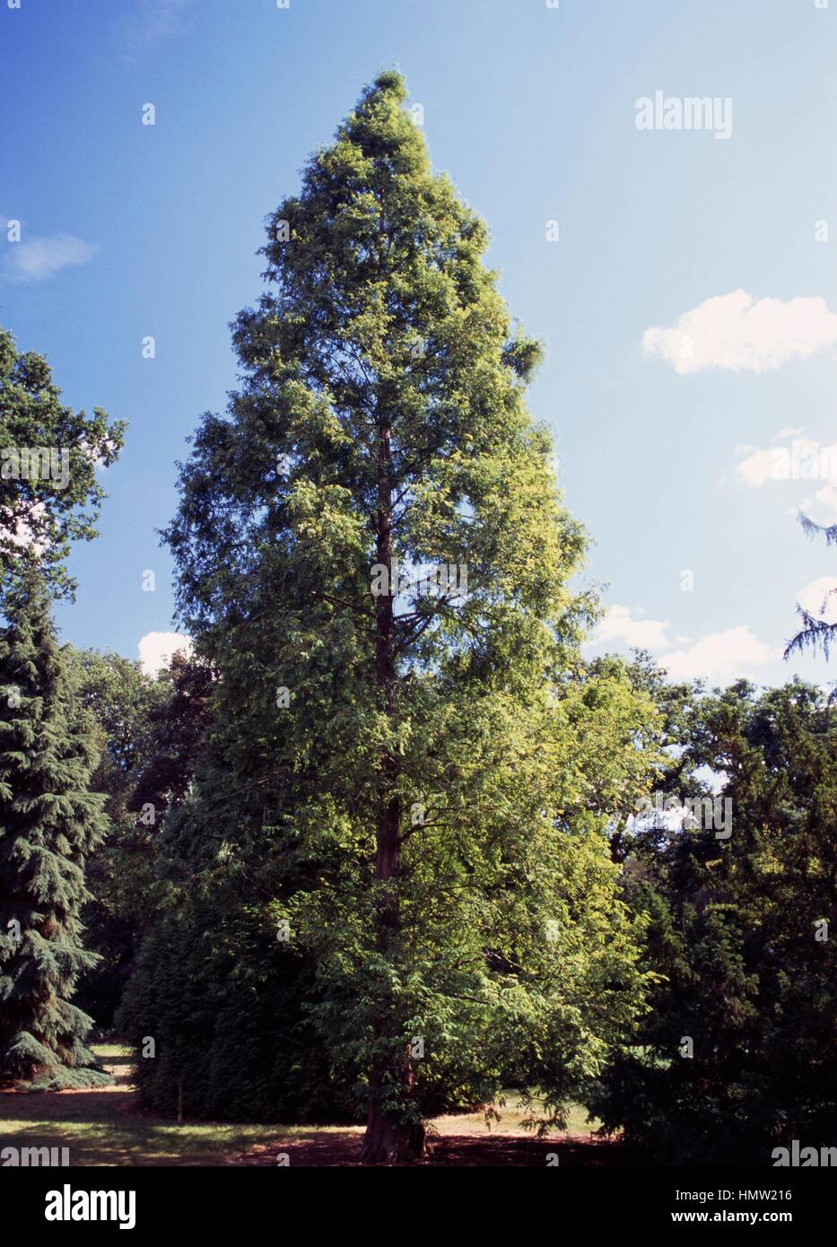 Dawn Redwood (Metasequoia glyptostroboides), Cupressaceae Stock Photo ...