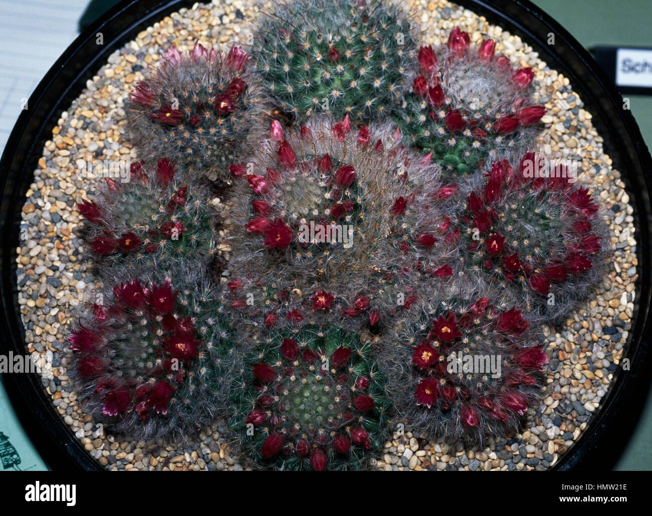 Powder puff cactus or snowball cactus (Mammillaria bocasana), Cactaceae ...