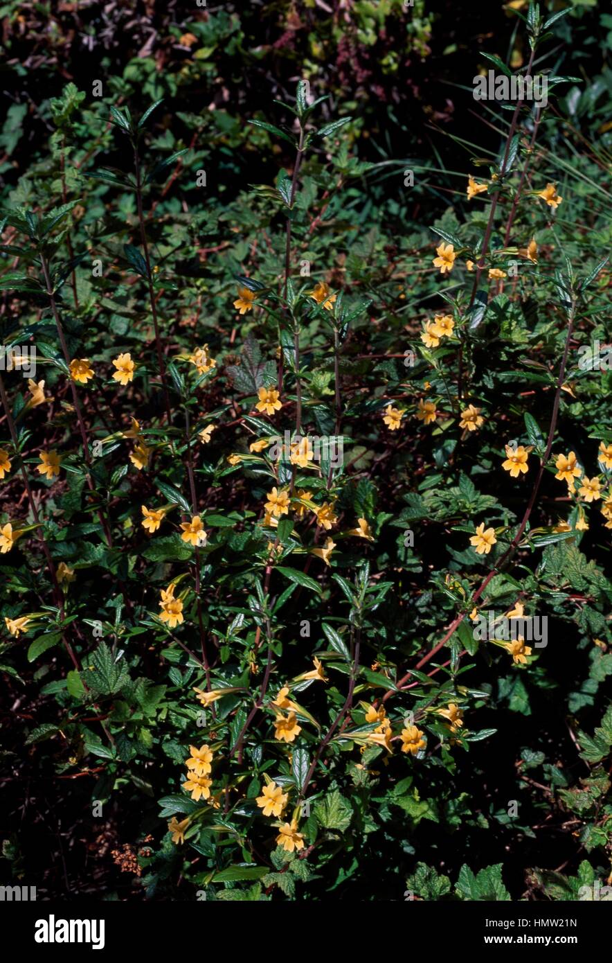 Mimulus longiflorus hi-res stock photography and images - Alamy
