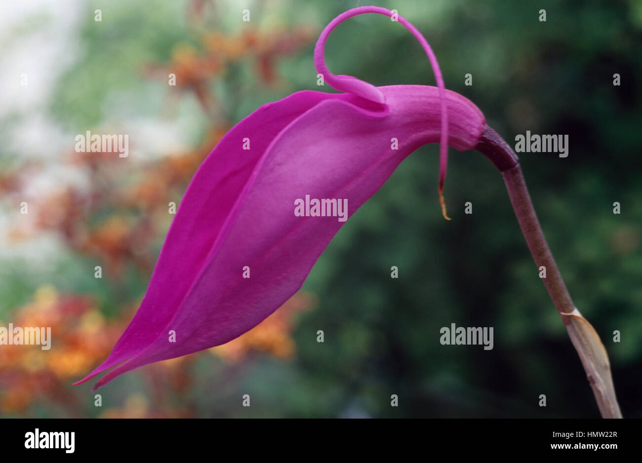Masdevallia coccinea splendens hi-res stock photography and images - Alamy