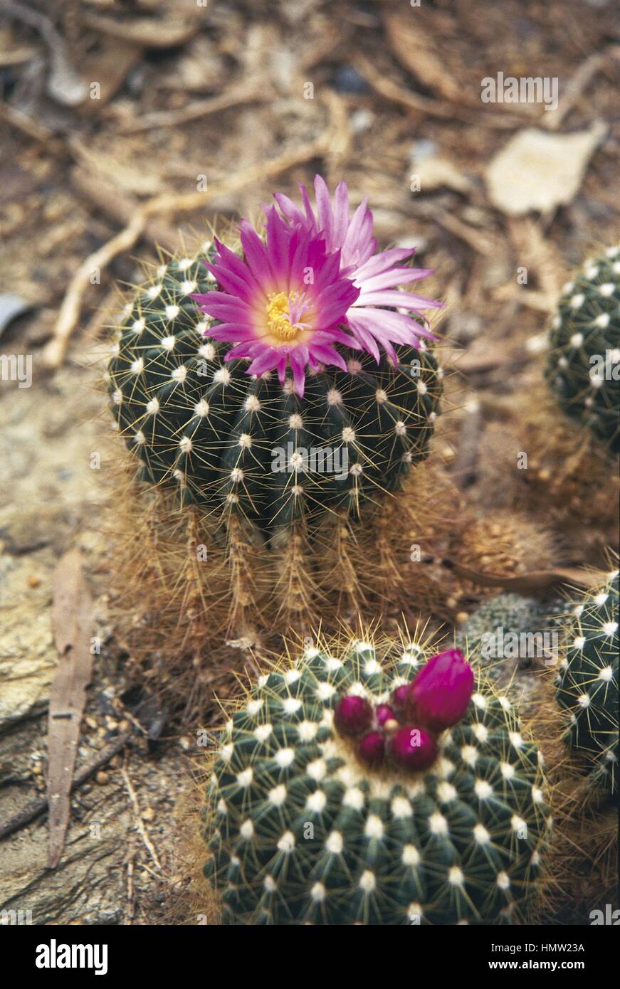 Botany - Cactaceae. Flowering Ball cactus (Notocactus Stock Photo - Alamy