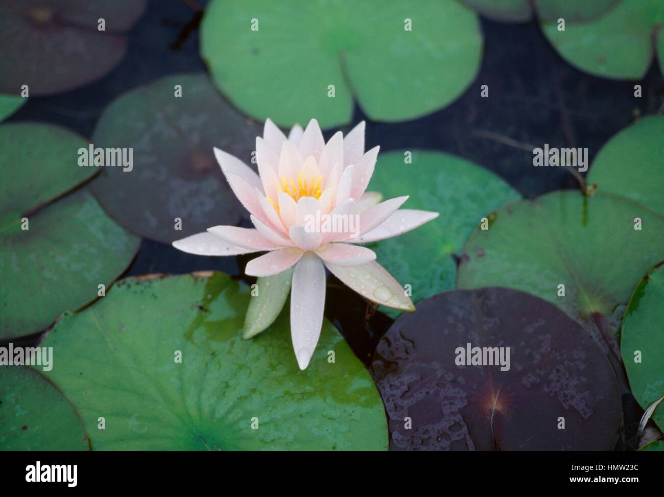 Fragrant Water-lily (Nymphaea odorata William B Shaw), Nymphaeaceae ...