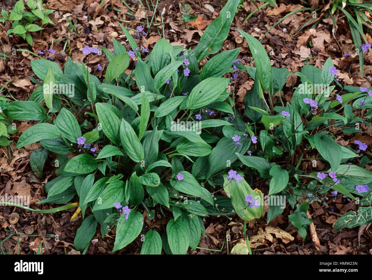 Cappadocian Navelwort (Omphalodes cappadocica Cherry Ingram ...