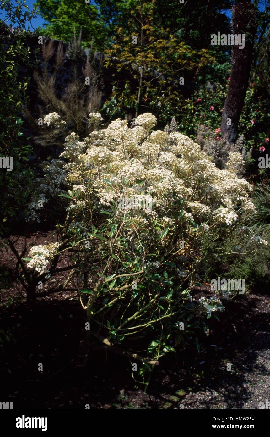 Daisy bush olearia cheesemannii hi-res stock photography and images - Alamy