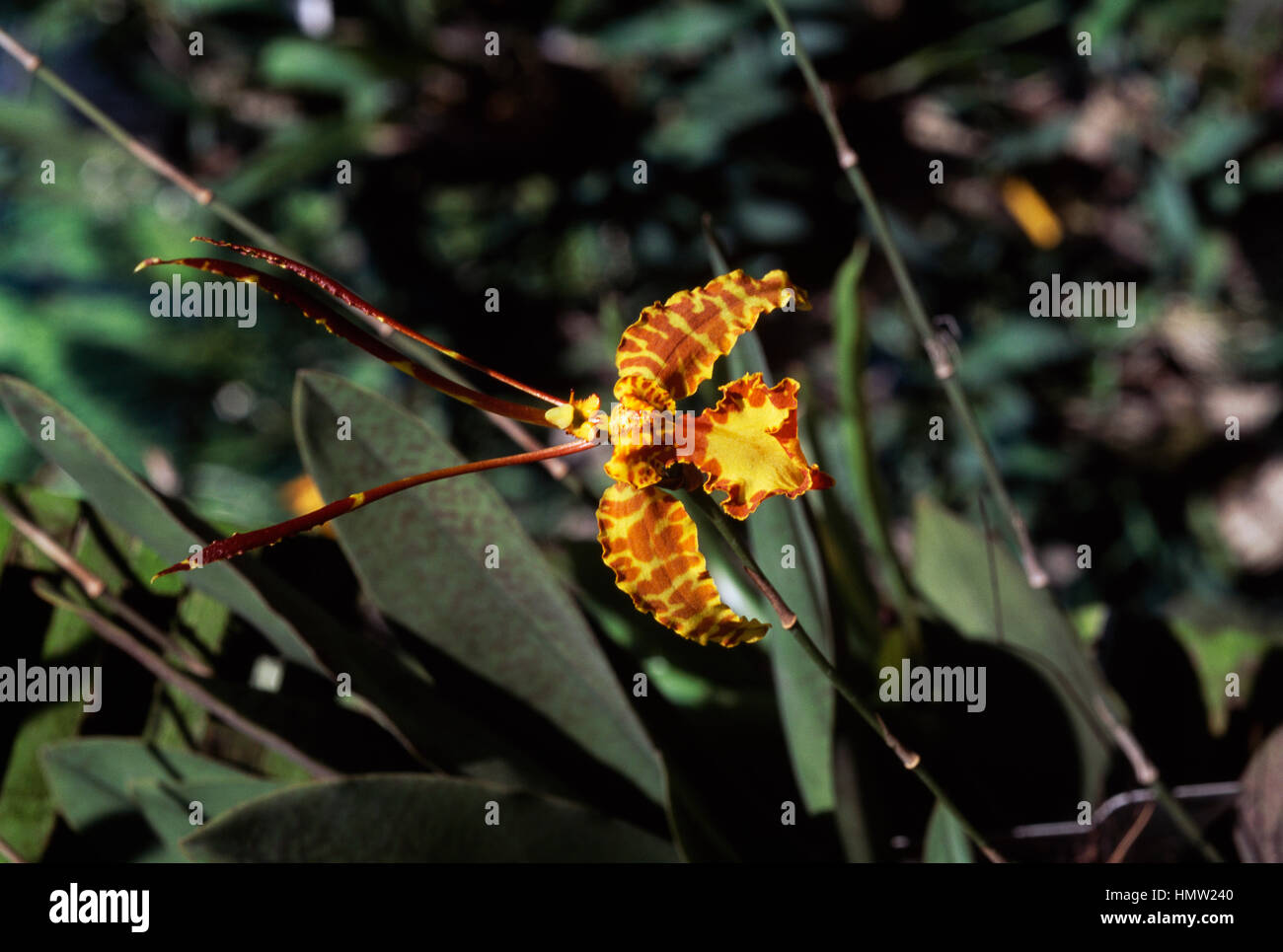 Orchid oncidium sp hi-res stock photography and images - Alamy