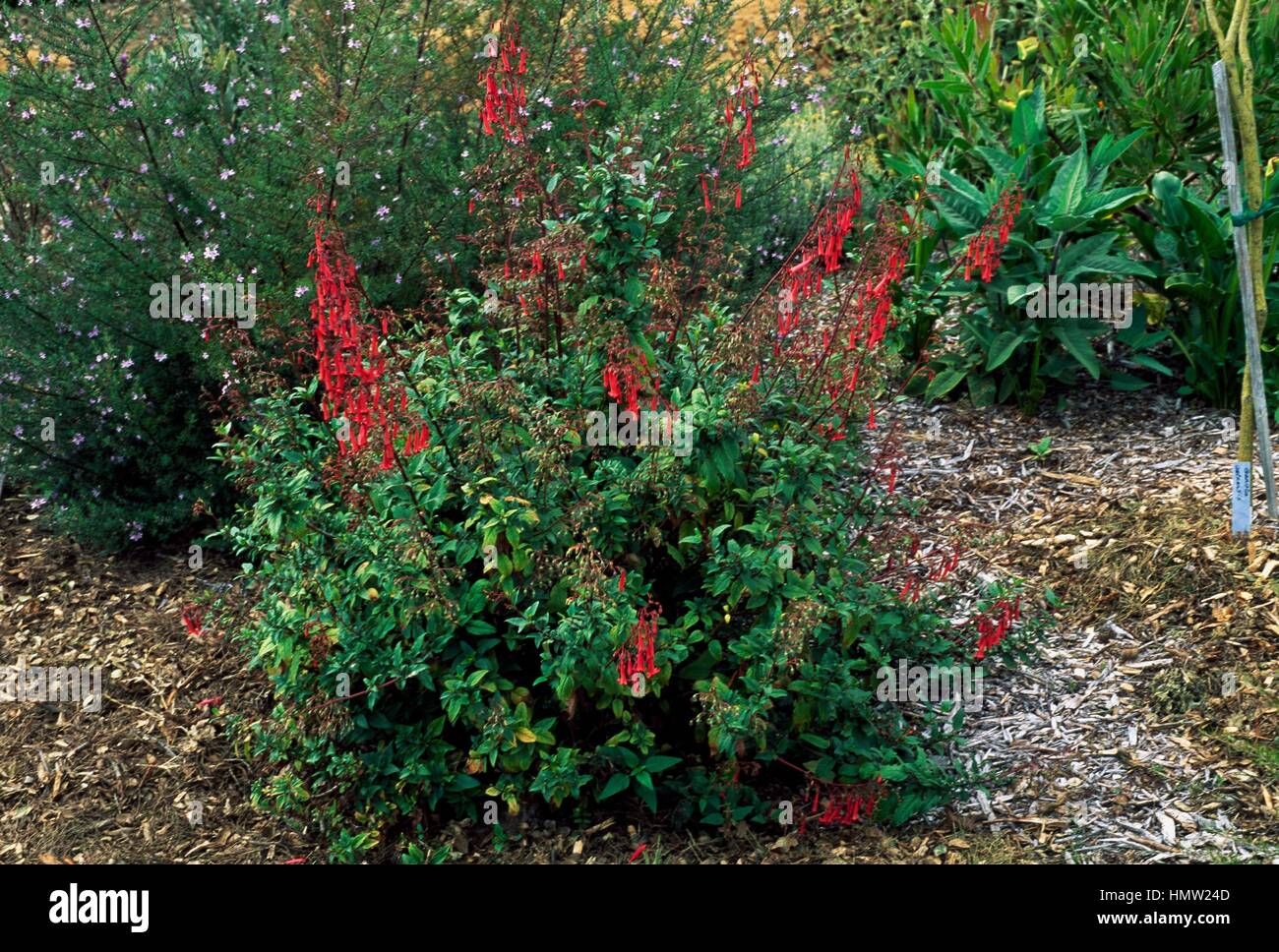 Cape Fuchsia (Phygelius x Rectus Winchester Fanfare), Scrophulariaceae ...