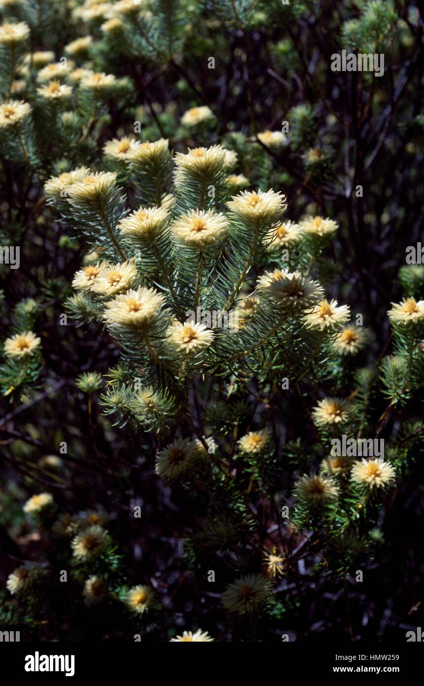 Flowering Husk Tomato (Phylica pubescens Featherhead), Rhamnaceae Stock ...