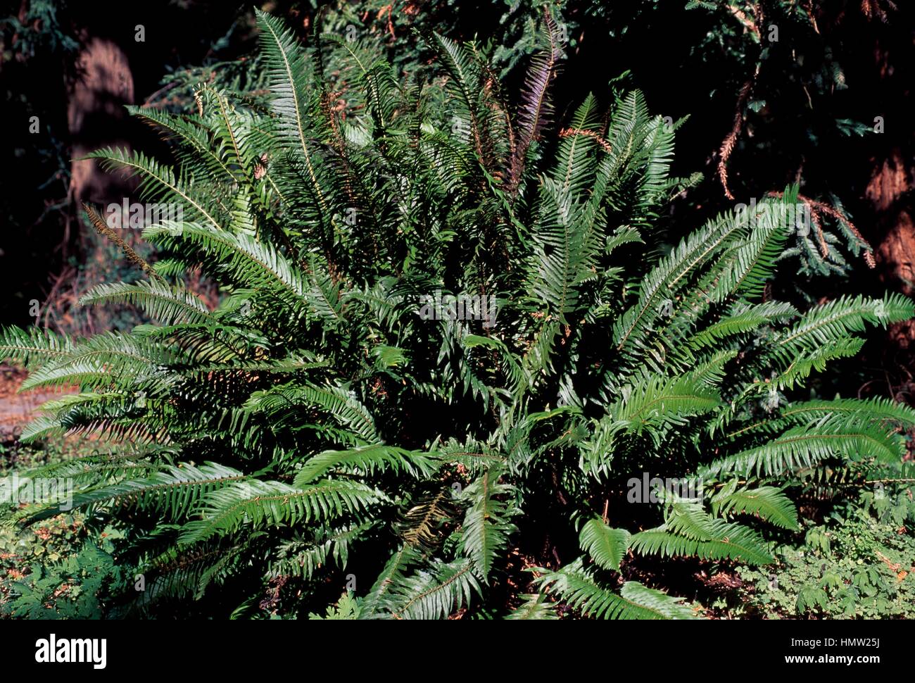 Western sword fern leaf hi-res stock photography and images - Alamy