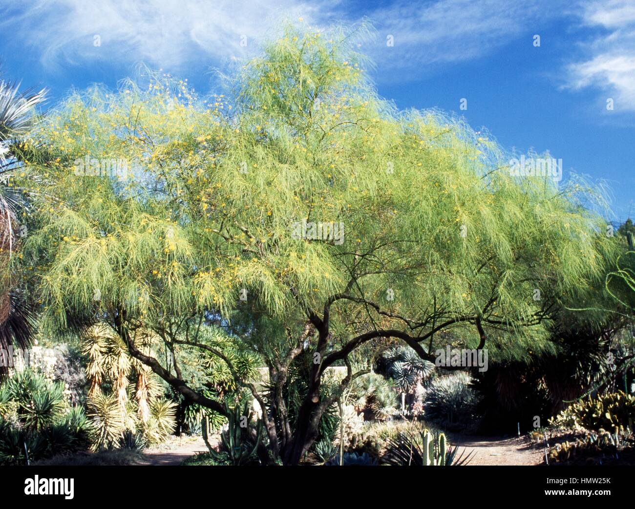 Parkinsonia (Parkinsonia aculeata), Fabaceae-Leguminosae Stock Photo ...