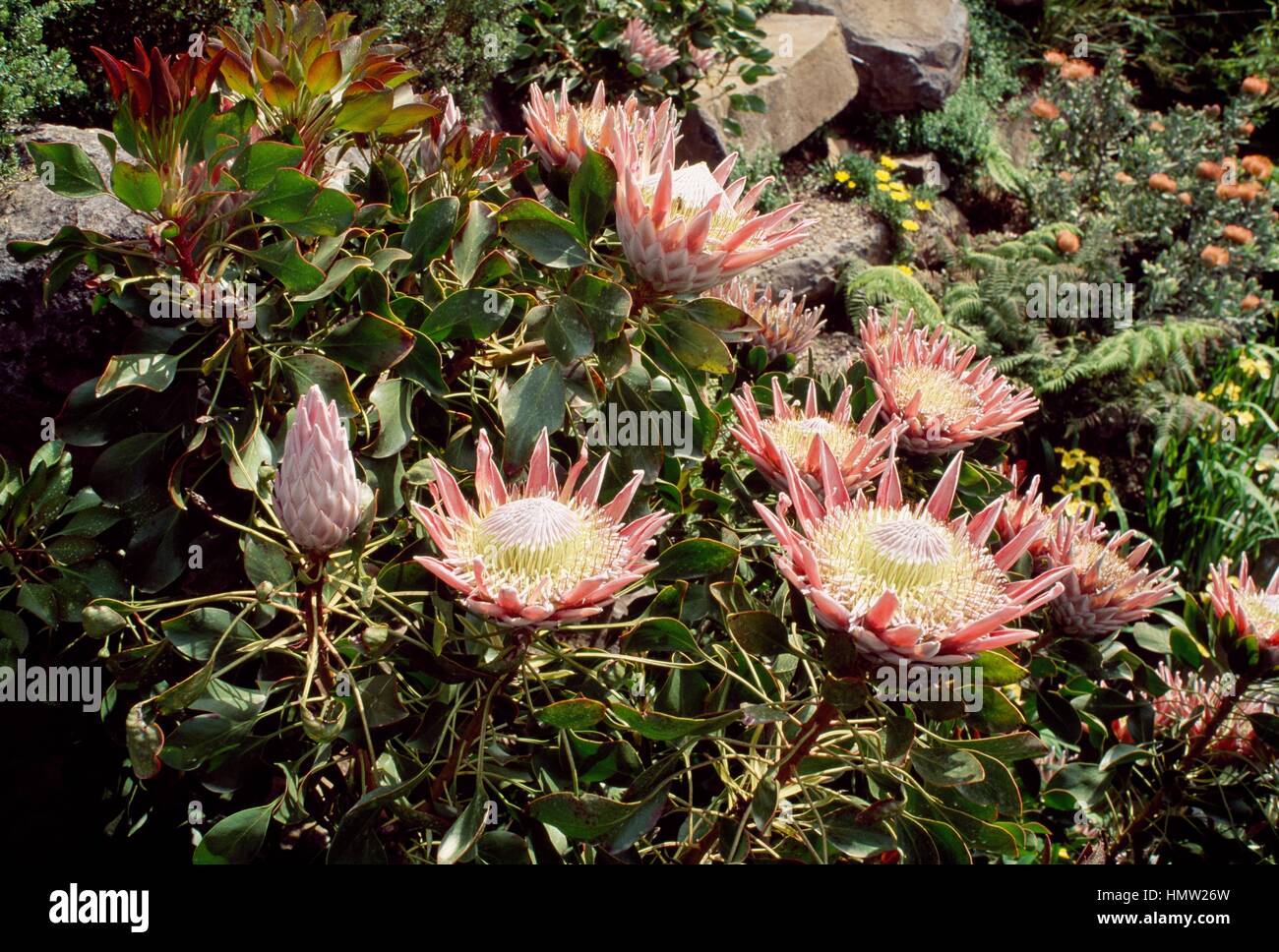 King protea (Protea cynaroides), Proteaceae Stock Photo - Alamy