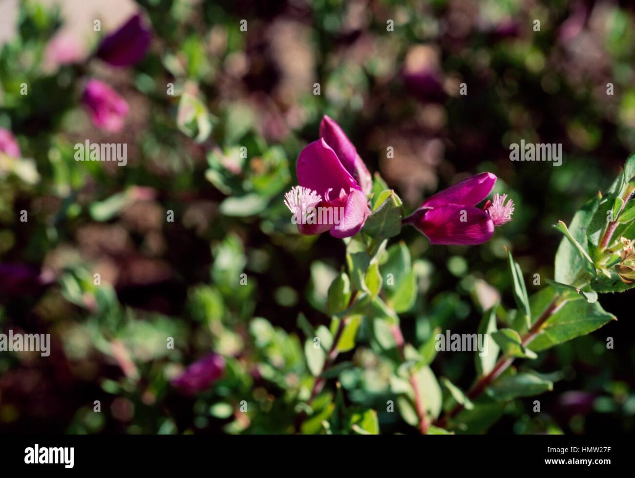 Sweet pea shrub (Polygala dalmaisiana), Polygalaceae Stock Photo - Alamy