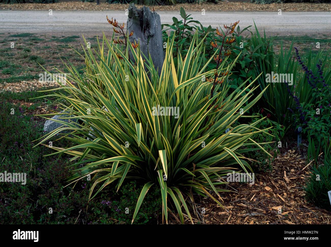 Mountain dwarf flax (Phormium colensoi Duet), Xanthorrhoeaceae Stock ...