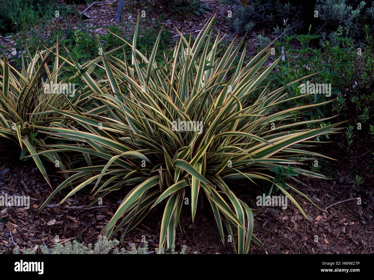Tricolor mountain flax (Phormium cookianum Tricolor), Xanthorrhoeaceae ...