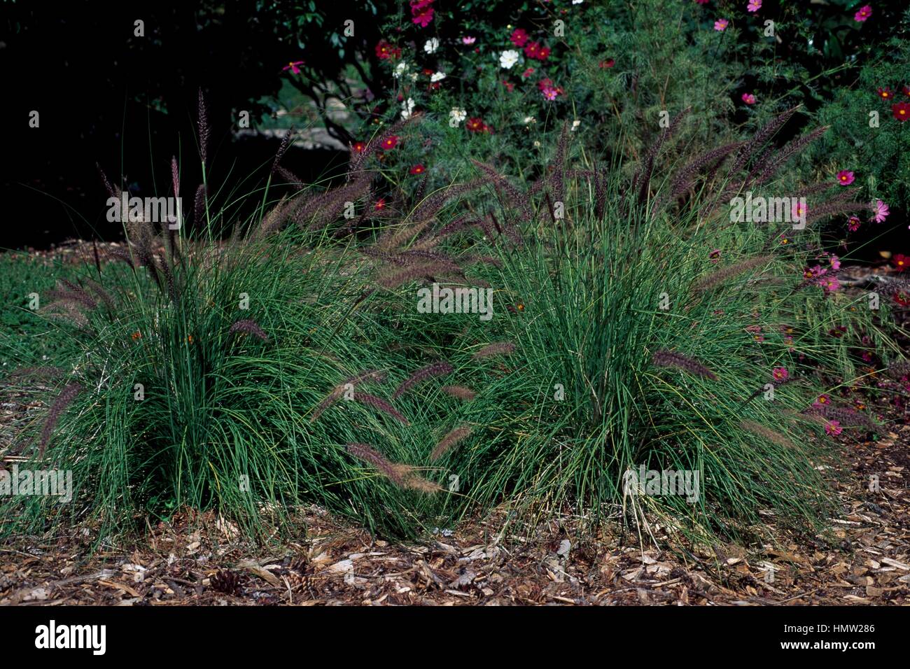 Fountain grass (Pennisetum setaceum), Poaceae Stock Photo - Alamy