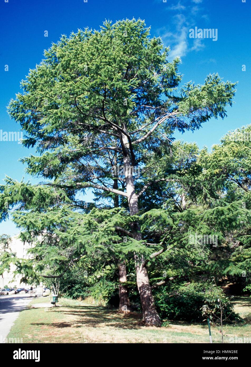 Pseudolarix amabilis hi-res stock photography and images - Alamy