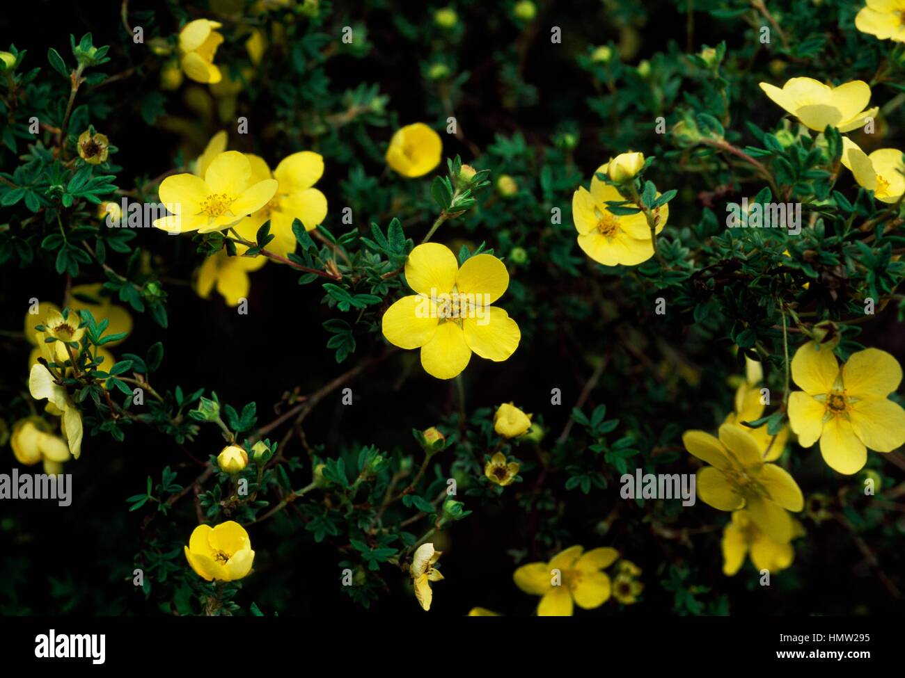 Bush Cinquefoil (Potentilla fruticosa Elizabeth), Rosaceae Stock Photo ...