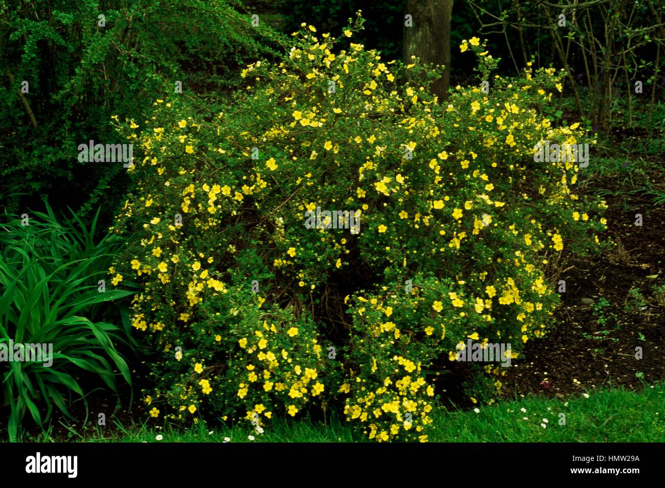 Bush Cinquefoil (Potentilla fruticosa Elizabeth), Rosaceae Stock Photo ...
