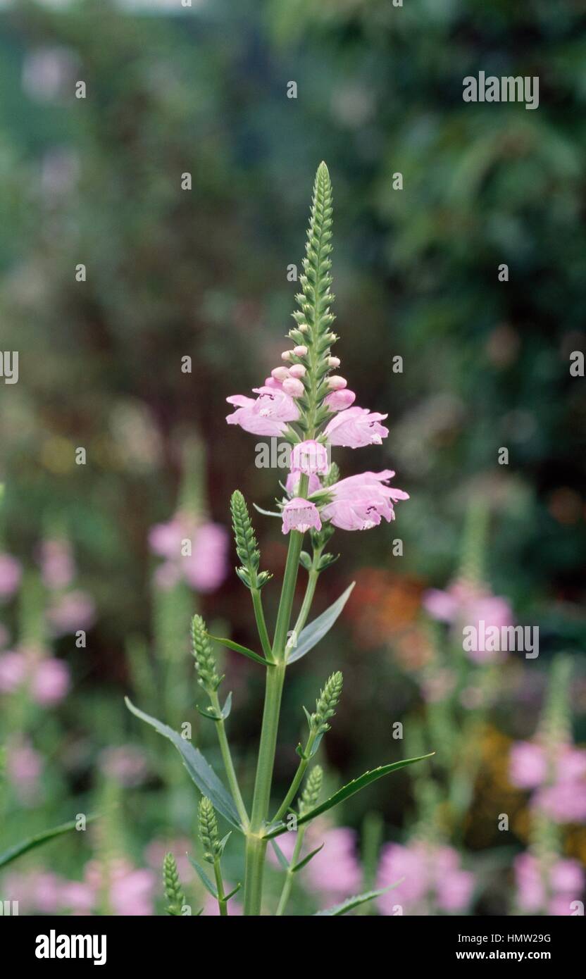 False stem hi-res stock photography and images - Alamy
