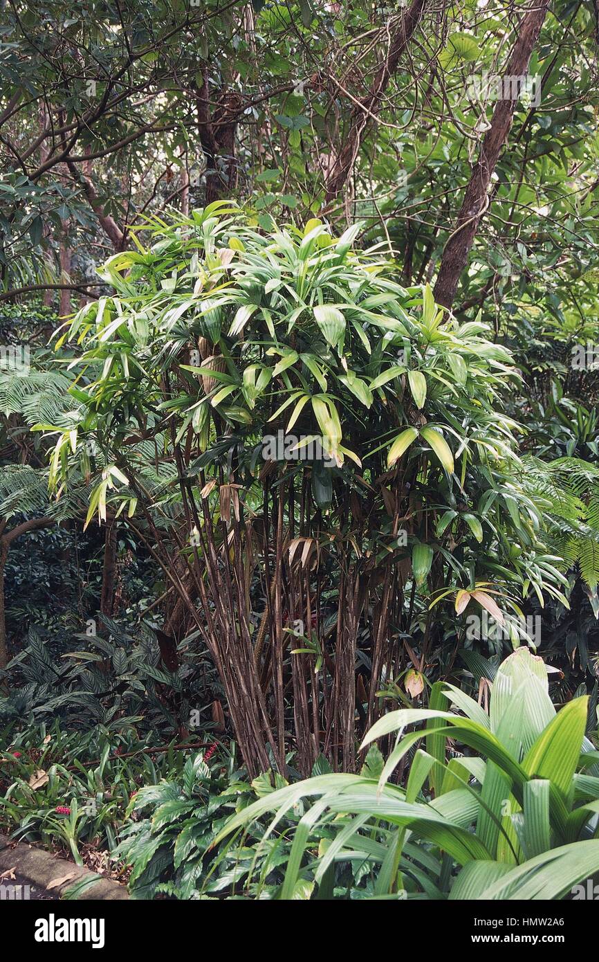 Dwarf Lady Palm or Thai Lady Palm (Rhapis subtilis), Arecaceae Stock ...