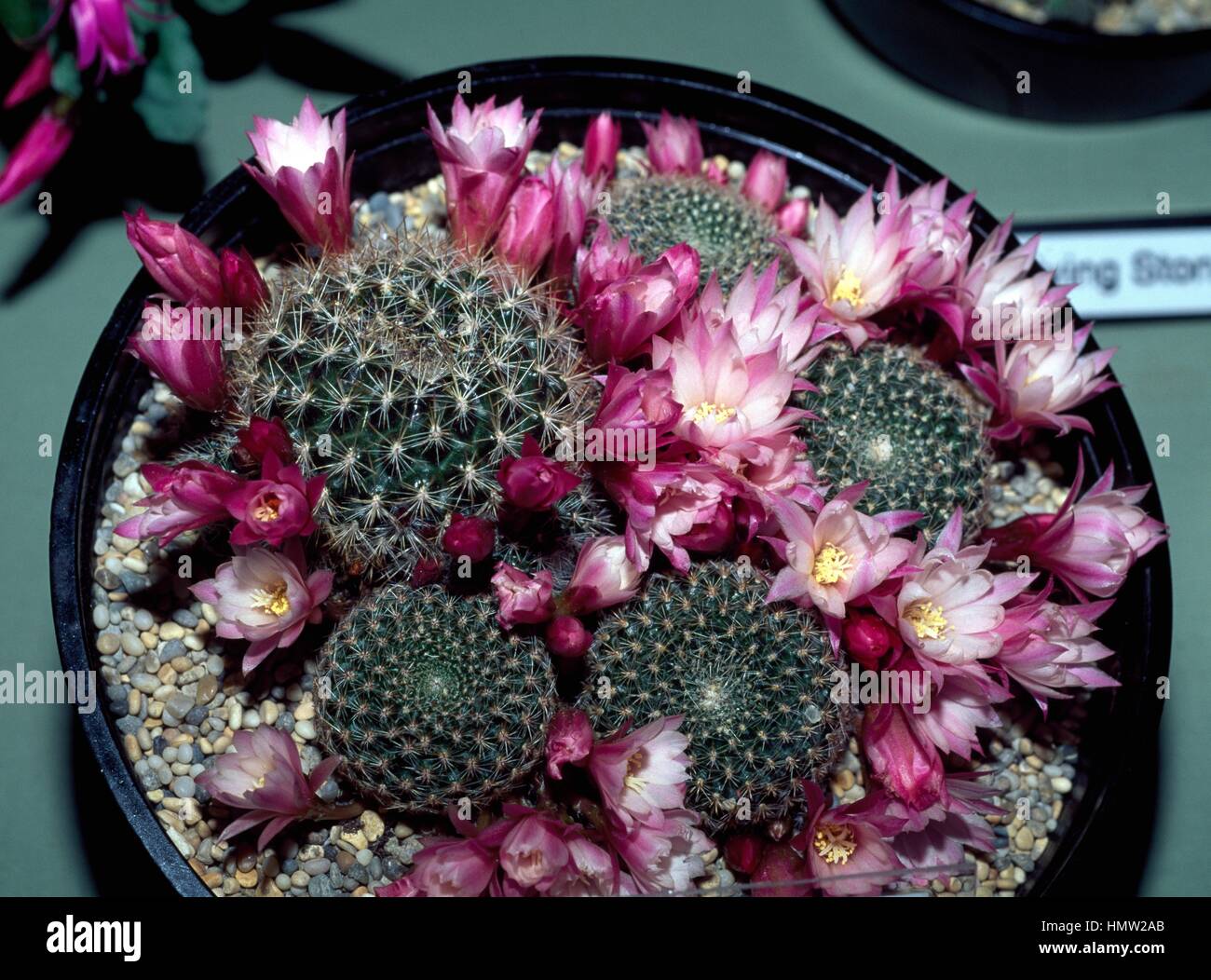 Rebutia espinosa hi-res stock photography and images - Alamy