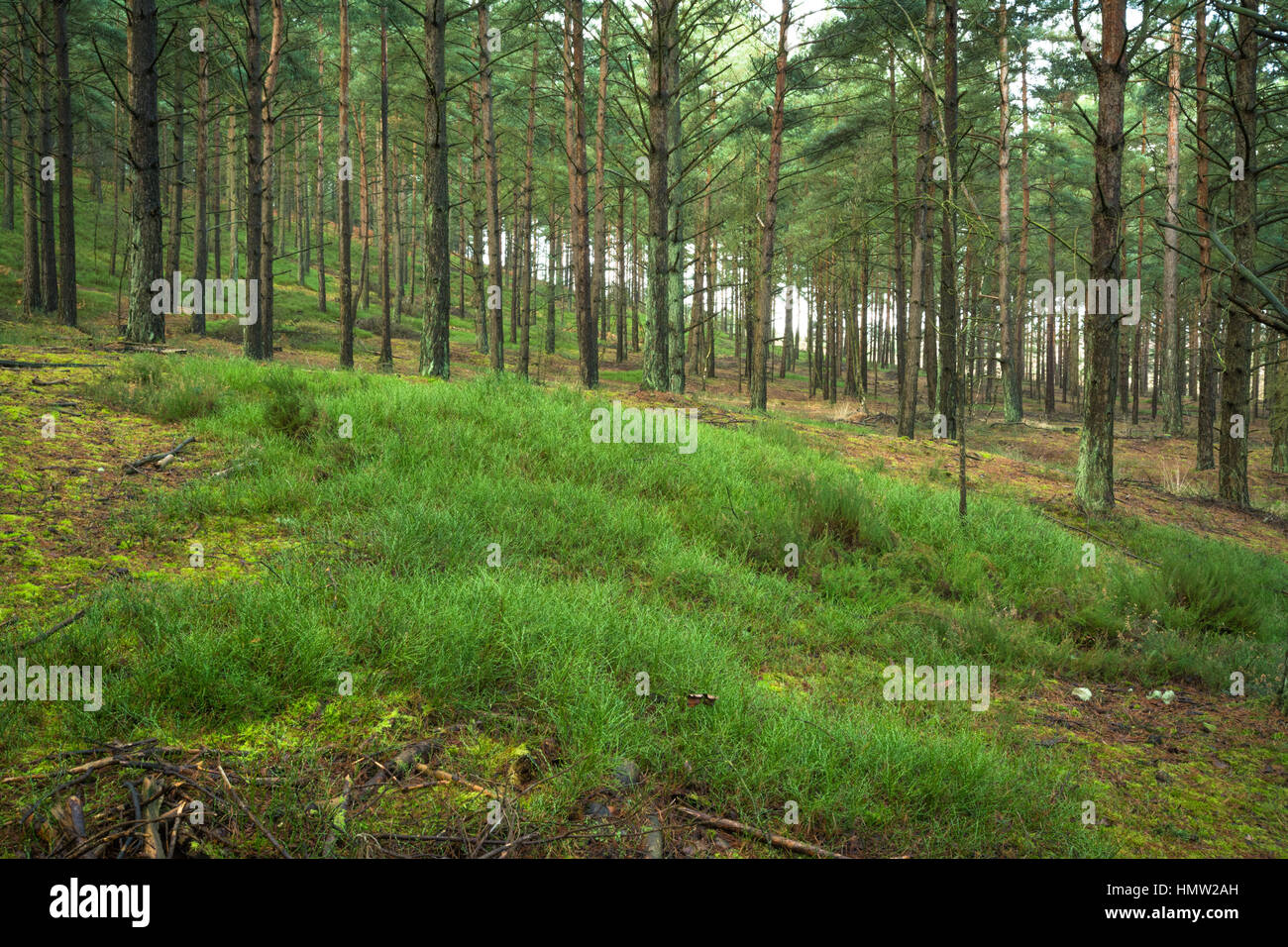 Pine forest landscape in Surrey, UK Stock Photo - Alamy